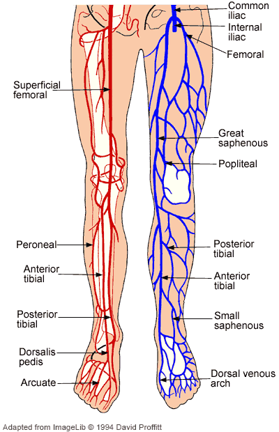 Leg Vessel Anatomy